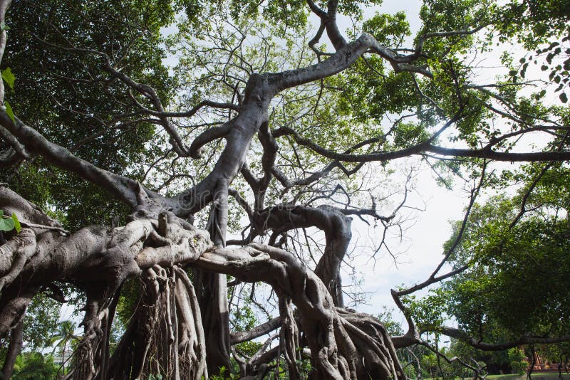 Tree climbers alive stock image. Image of parks, grassy - 43507865