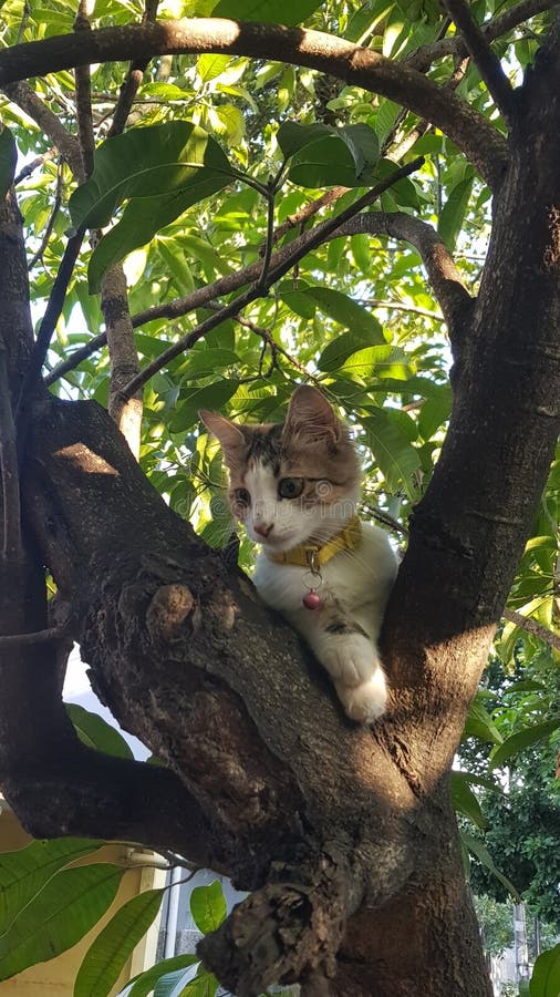 Tree Climbing Cat stock photo. Image of blue, carnivore - 369947130