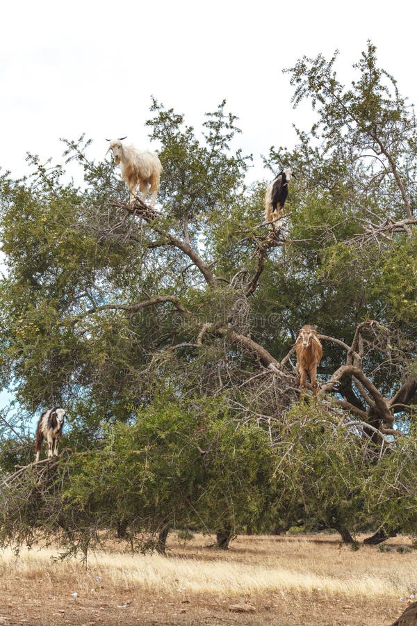 Tree Climbing Goats, Argan Tree, Morocco, Africa Stock Image - Image of ...