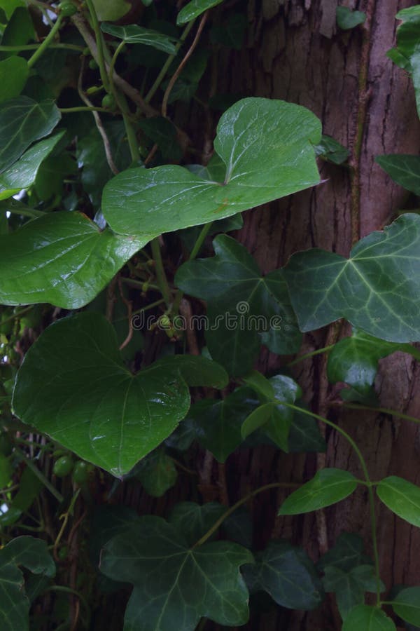 Creeper Growing in the Garden Stock Image - Image of curry, fields ...