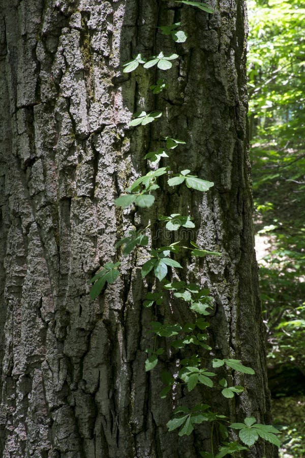 Tree Climbing Vine in Forest Stock Photo - Image of vining, rough ...