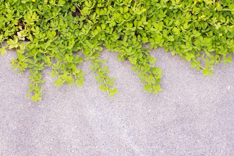 Tree climbing wall. stock photo. Image of frame, nature - 30593754