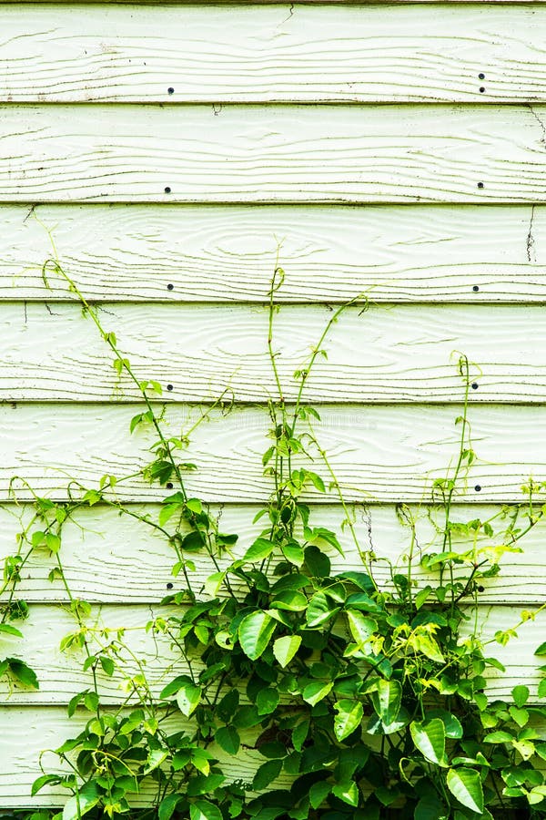 Tree Climbing on Wood Panels Wall Stock Photo - Image of concept, green ...
