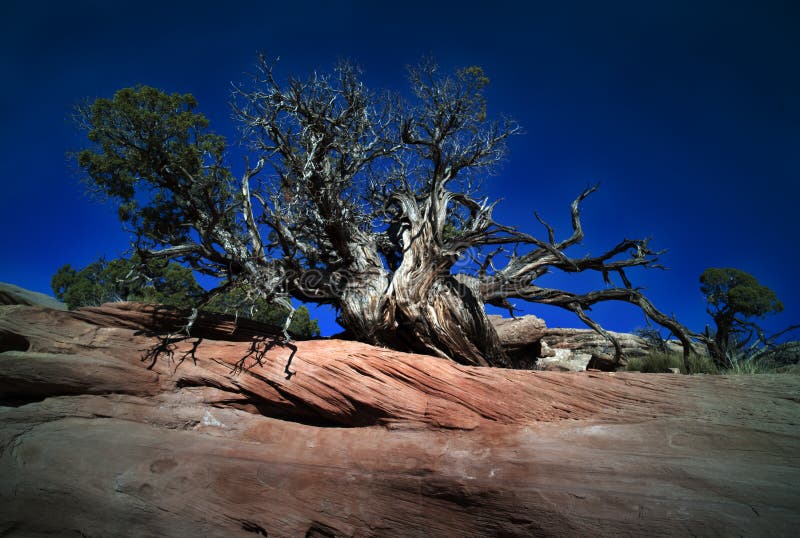 Tree Clinging To Ledge Stock Photos - Free & Royalty-Free Stock Photos ...