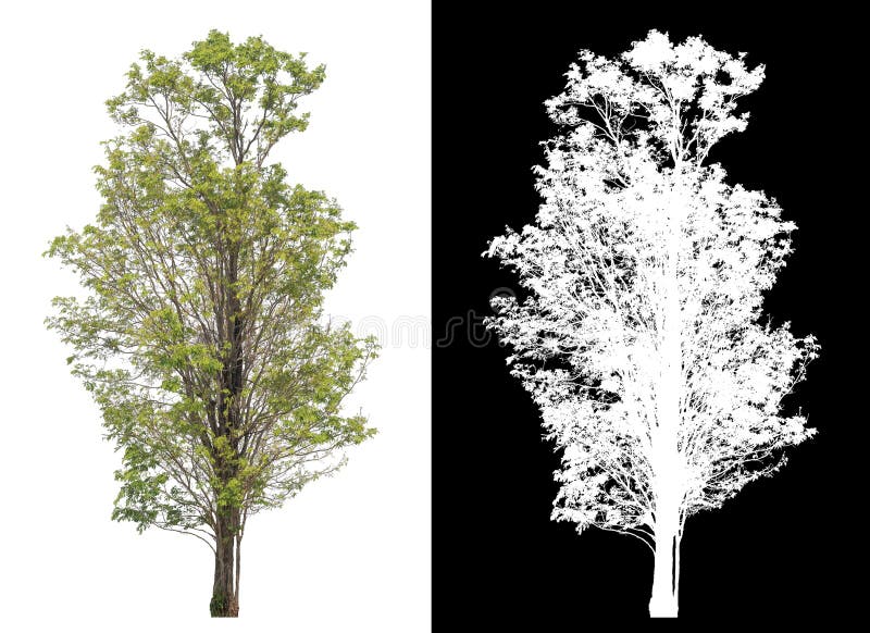 Tree with Clipping Path and Alpha Channel on Black Background . Stock ...