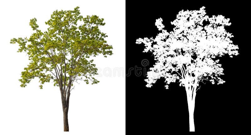 Tree with Clipping Path and Alpha Channel on Black Background . Stock ...