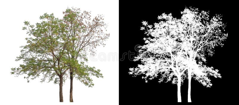 Tree with Clipping Path and Alpha Channel on Black Background . Stock ...