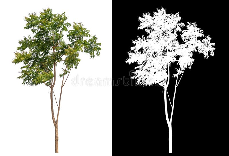 Tree with Clipping Path and Alpha Channel on Black Background . Stock ...