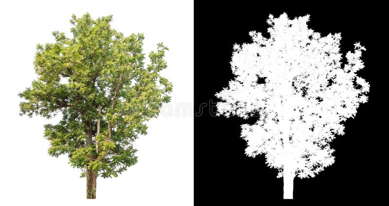 Tree with Clipping Path and Alpha Channel on Black Background . Stock ...