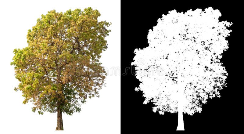 Tree with Clipping Path and Alpha Channel on Black Background . Stock ...