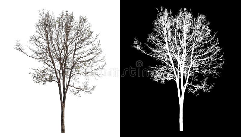 Tree with Clipping Path and Alpha Channel on Black Background . Stock ...