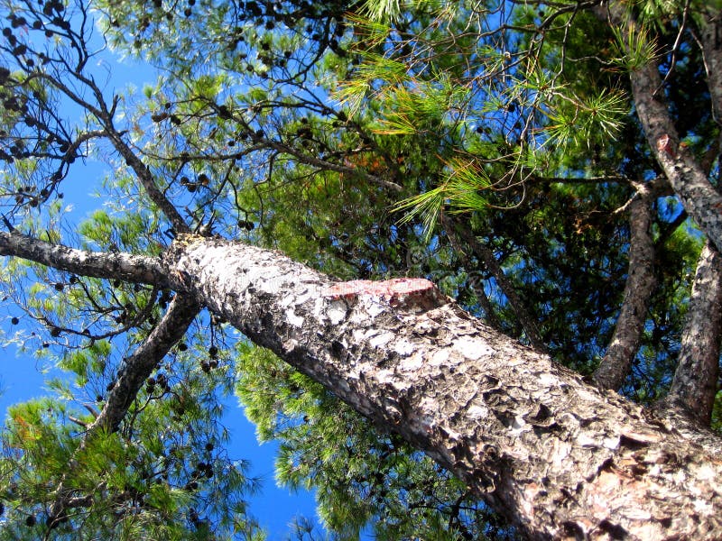 Tree Close Up stock photo. Image of leaves, pine, tree - 7416962
