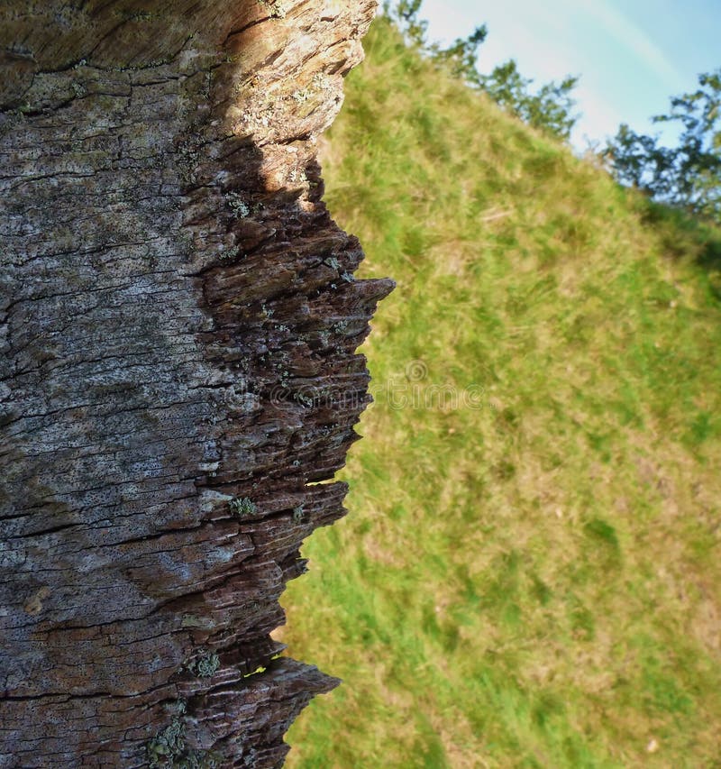 Rotting tree stock photo. Image of bright, scenic, finland - 258738824
