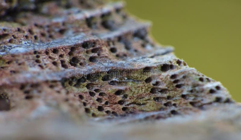 Rotting tree close up stock photo. Image of rotting - 258738848