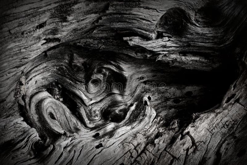 Tree stock photo. Image of slupture, dentro, detail, blackandwhite ...