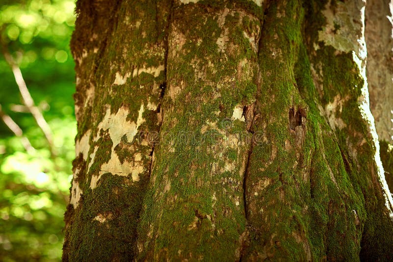 Tree close-up with a sword stock image. Image of detail - 184789017