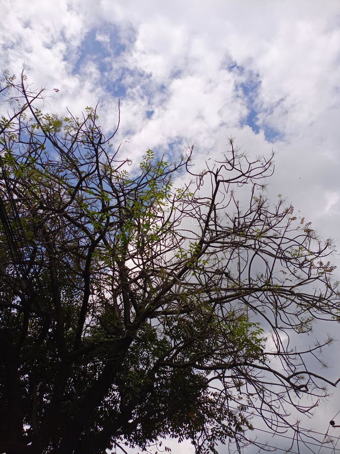Tree cloud sky noon photos stock image. Image of noon - 222839415