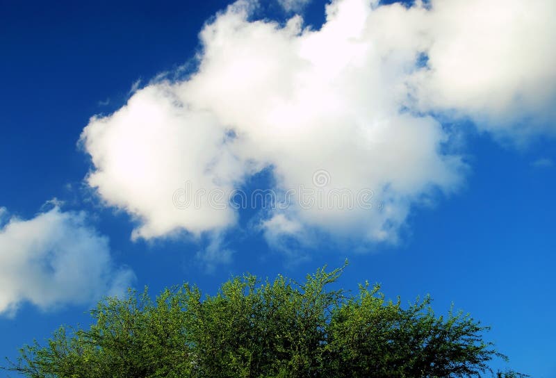 Tree and clouds stock photo. Image of clouds, tree, cumulus - 5459278