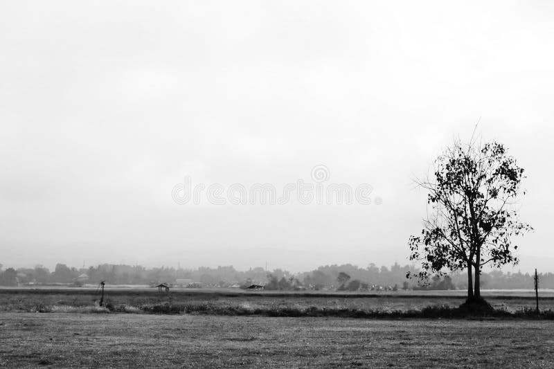 Tree in cloudy day stock photo. Image of land, tree, nature - 47385350