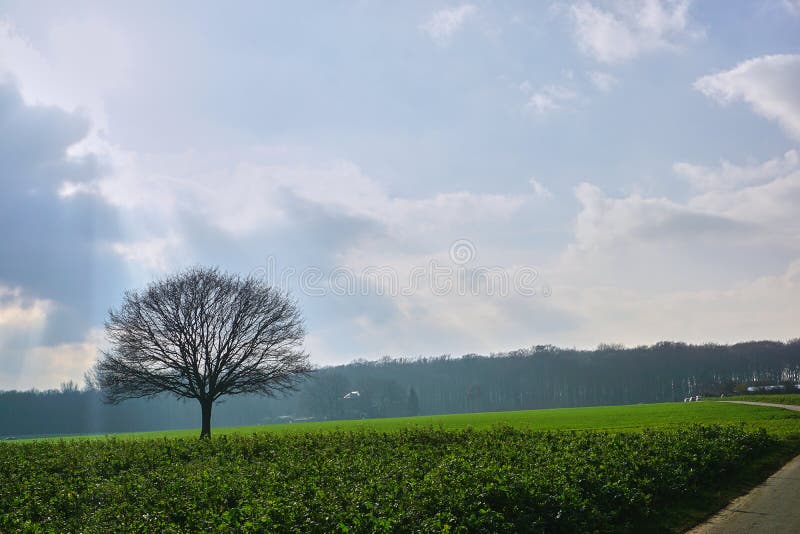 It is a Tree on a Cloudy Day Stock Photo - Image of bluesky, light ...