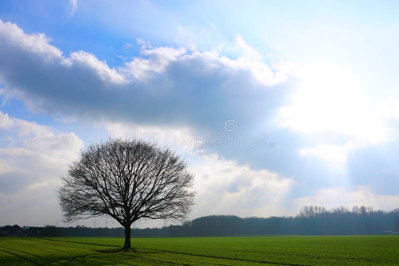 It is a Tree on a Cloudy Day Stock Image - Image of blue, bright: 126658953