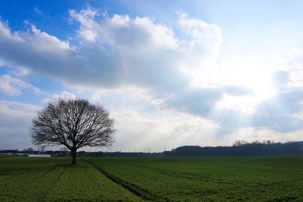 It is a Tree on a Cloudy Day Stock Photo - Image of atmosphere, heaven ...