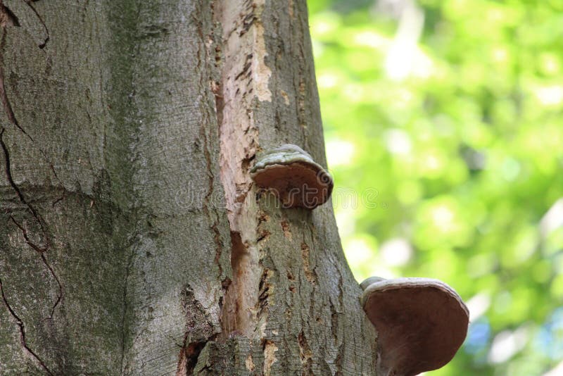 Tree with Clumps stock image. Image of trunk, summer - 115833569