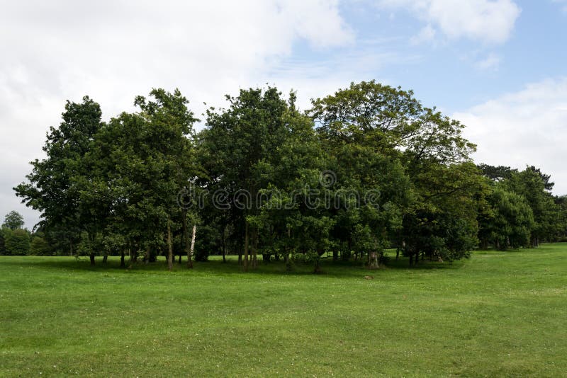 Tree Cluster in Park stock photo. Image of environment - 42479302