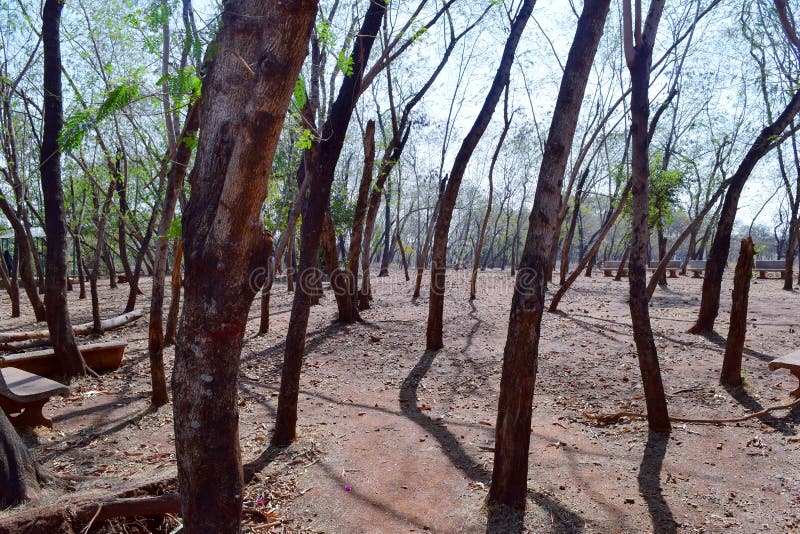 Tree cluster stock image. Image of trunks, branches, cluster - 87295667