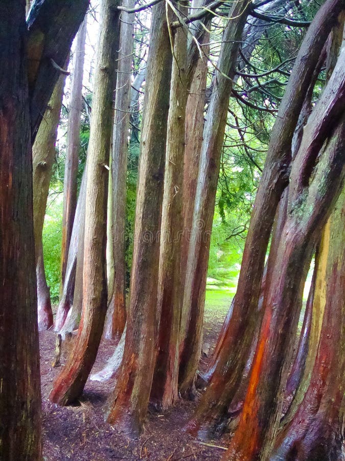 Tree Cluster stock image. Image of green, forest, ireland - 46289653