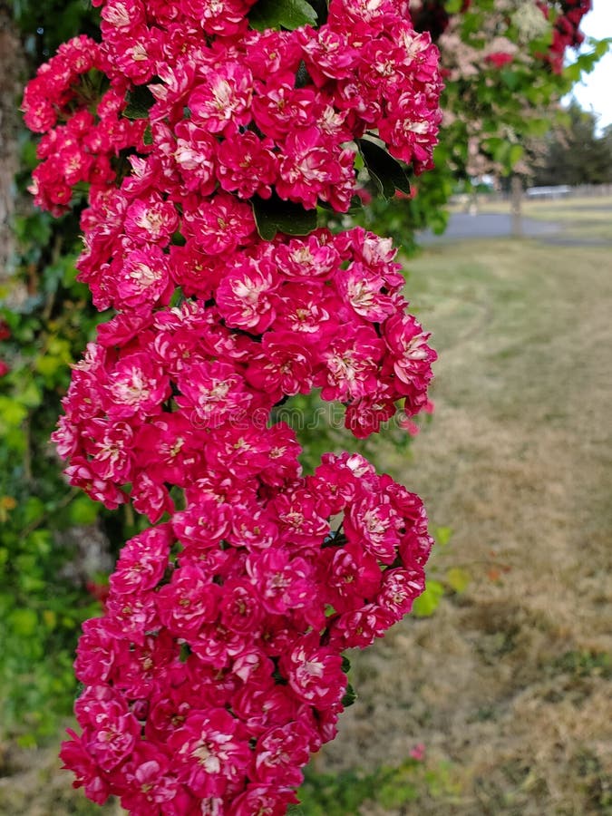 Tiny Red Flowers Join Together To Form this Cluster of Red on the Tree ...