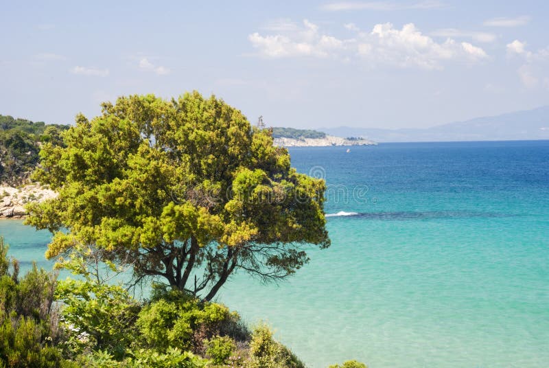 Tree on Coast of Aegean Sea (Greece) Stock Photo - Image of tree, greek ...