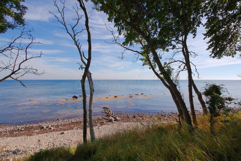 Tree, Coast, Shore, Sky Picture. Image: 114227927