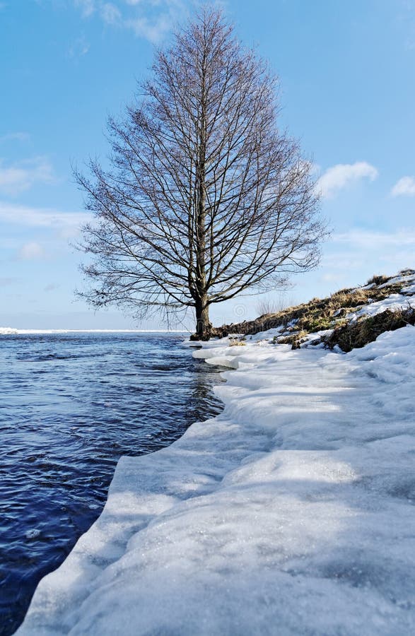 Tree on the coastline. stock photo. Image of alone, nature - 19576252
