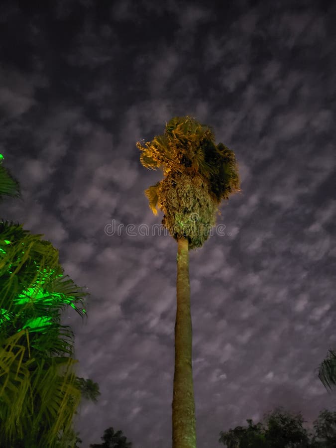 Tree Coconut Dark Sky Night Alone Clouds Sunset Sunrise Stock Image ...