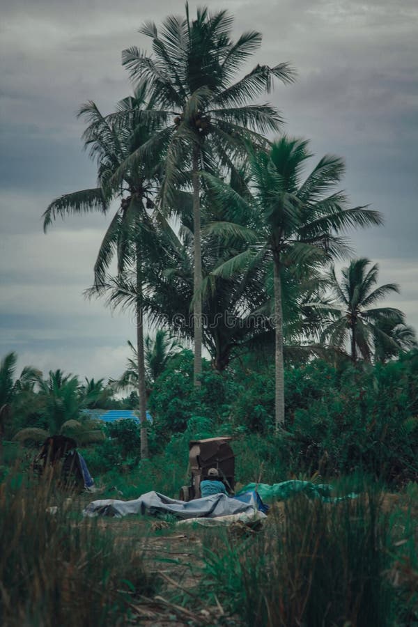 Tree Coconut Grass Sky Dark Stock Photo - Image of dark, tree: 255768718