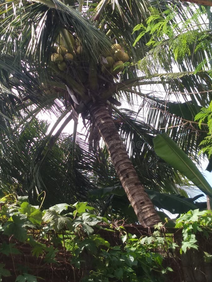 Tree Coconut Natural Fruit Coconutfruit Tropical Stock Image - Image of ...