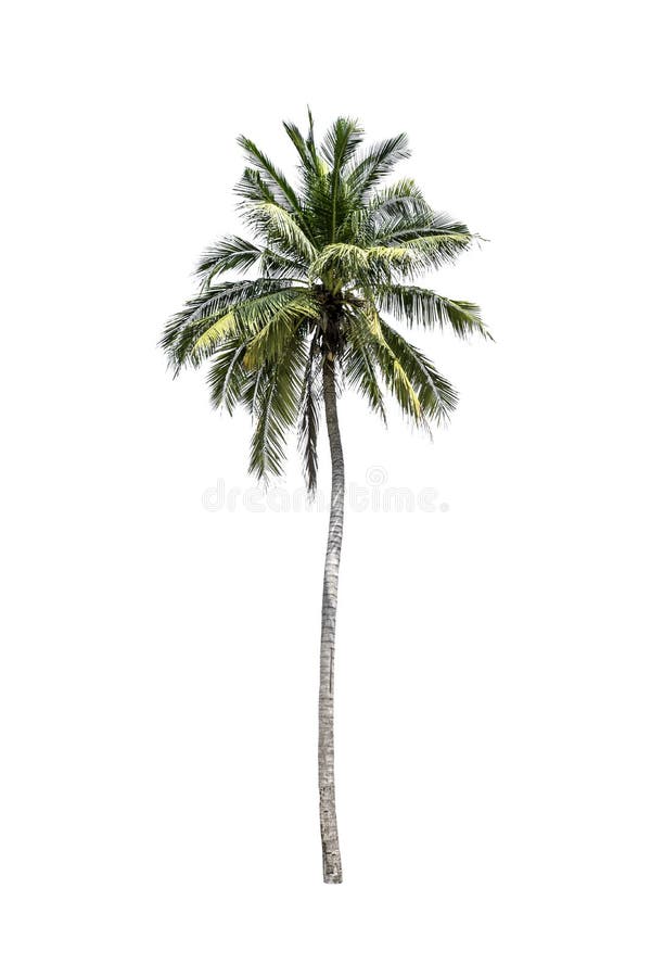 67,394 White Coconut Tree Stock Photos - Free & Royalty-Free Stock ...