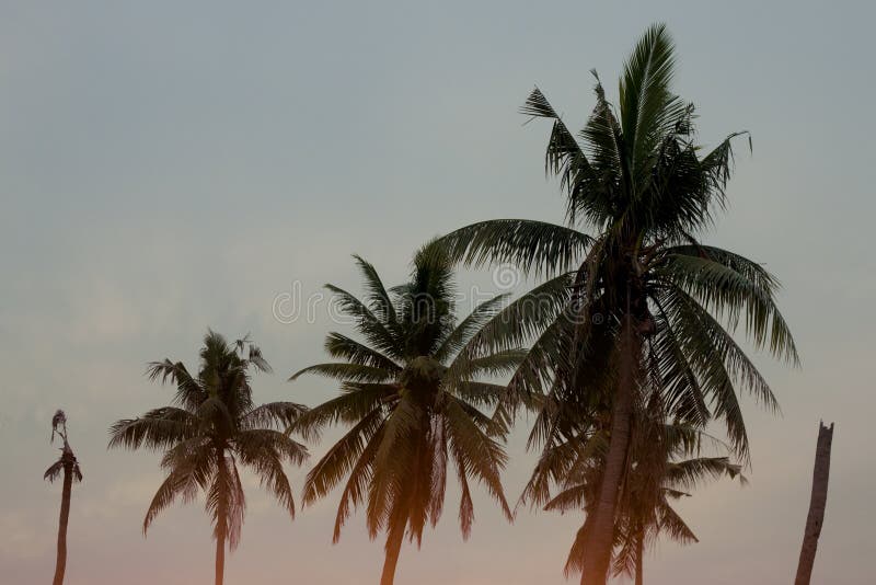 Coconut Tree for Summer on the Beach. Stock Image - Image of natural ...