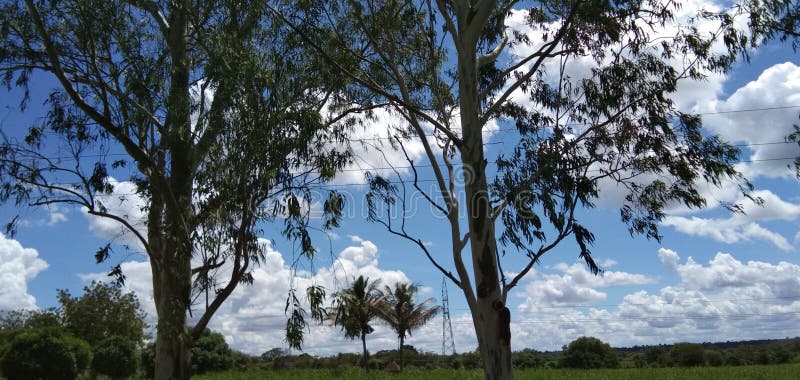 Tree and Coconut Tree Blue Sky and Clouds and Current Pol Stock Photo ...