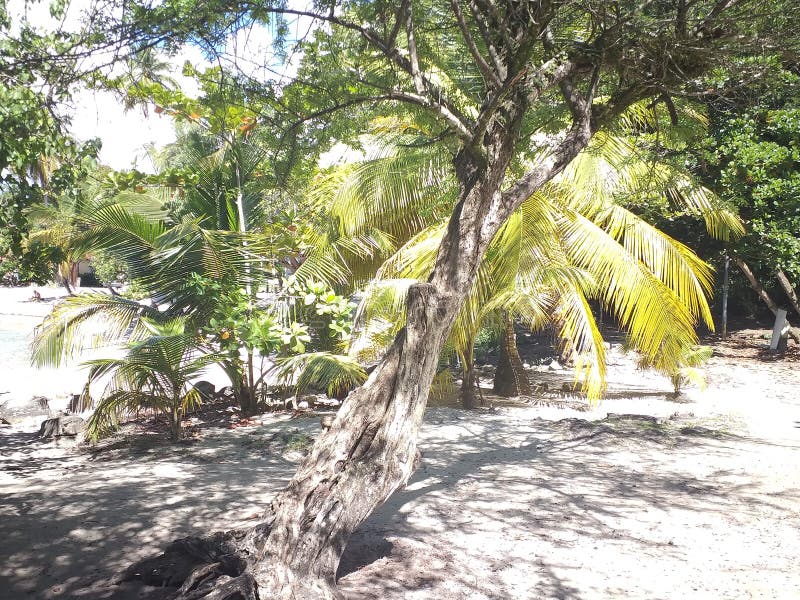 Tree Coconut Trees Next To the Nice Beach Stock Image - Image of next ...
