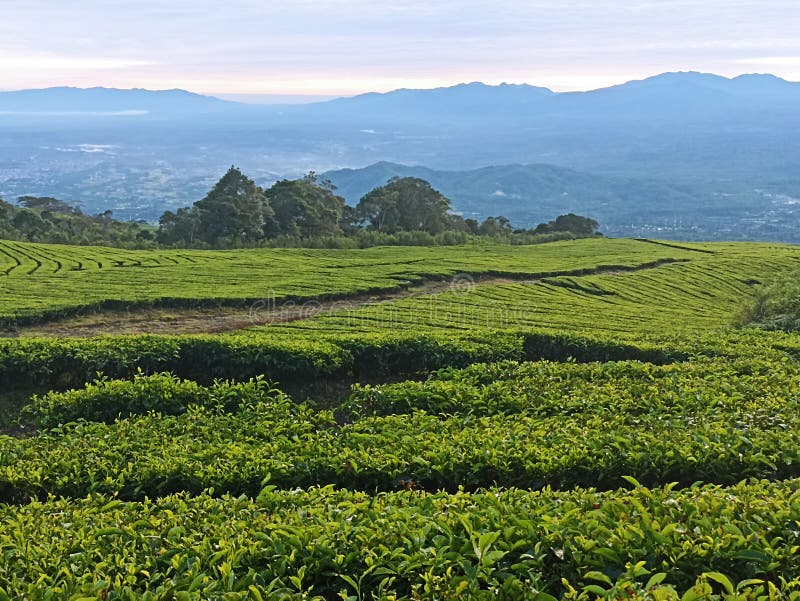 Tree of coffee stock image. Image of meadow, plateau - 238801971
