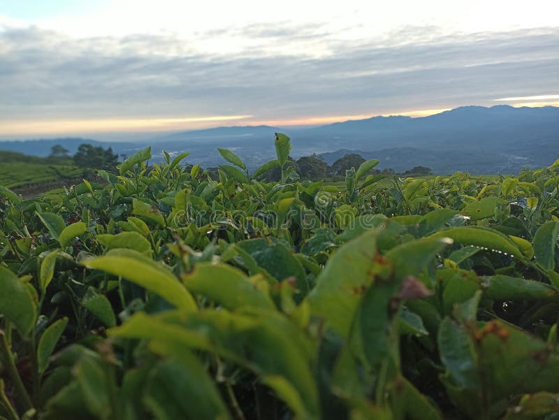 Tree of coffee stock image. Image of soil, flower, meadow - 238801943