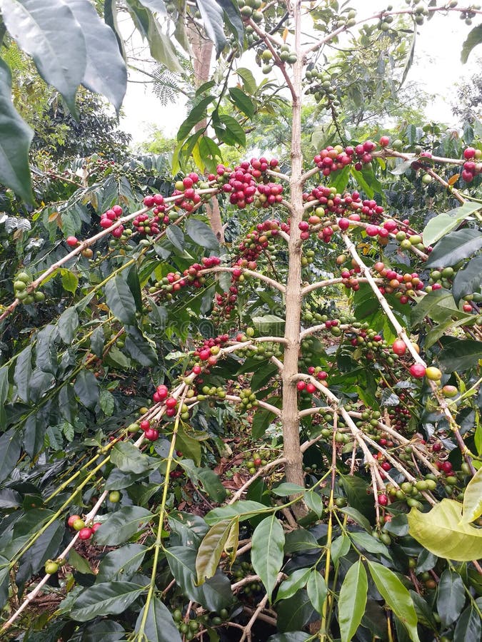 Tree coffee aceh stock image. Image of coffee, beans - 173617133