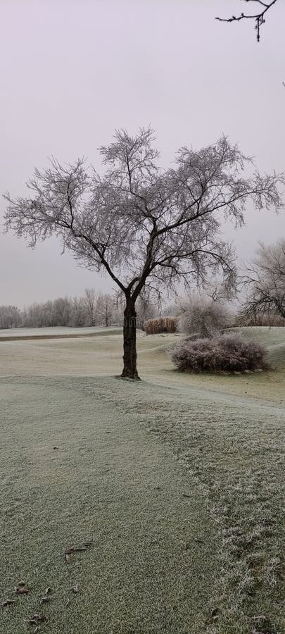 Tree in a cold day stock image. Image of forest, tree - 239031745