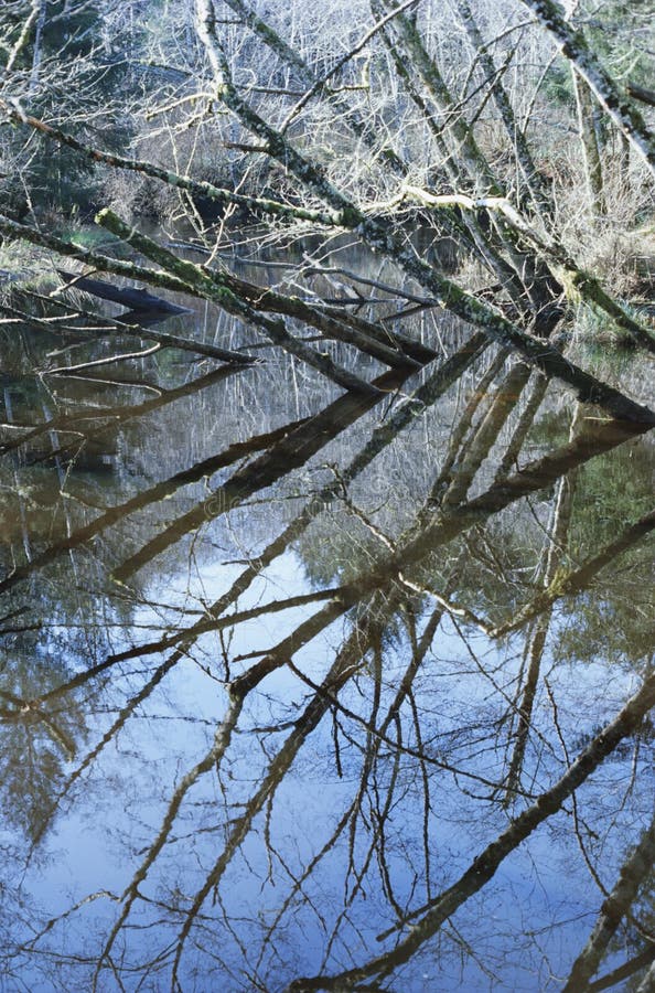 Tree cold lake stock image. Image of park, blue, brightly - 11027177