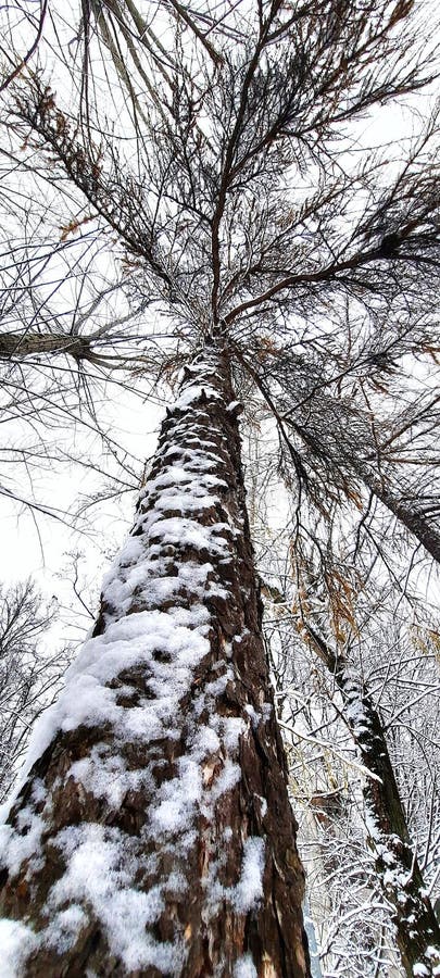 Old Tree on Cold Winter Day Stock Photo - Image of white, frozen: 87393256