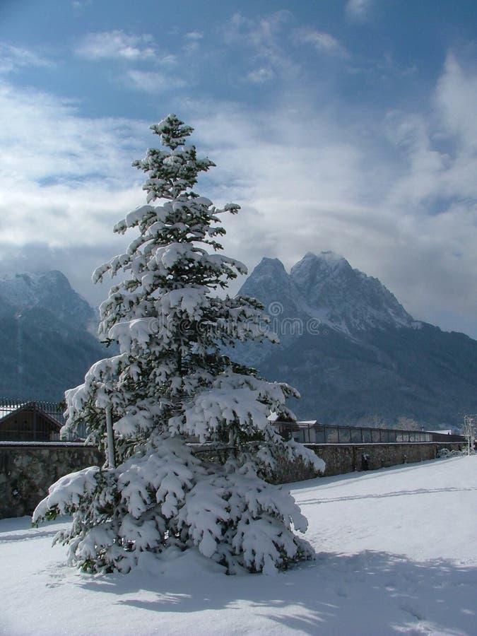 Old Tree on Cold Winter Day Stock Photo - Image of white, frozen: 87393256