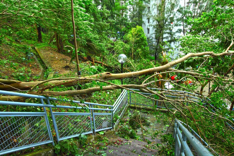 Tree Collapse after Typhoon Stock Photo - Image of building, fallen ...