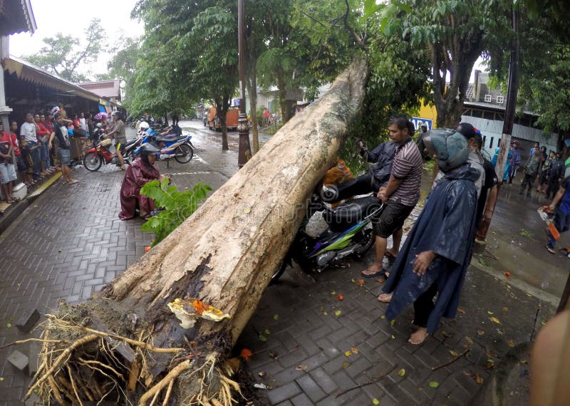 Tree collapsed editorial photo. Image of tree, weather - 47684566